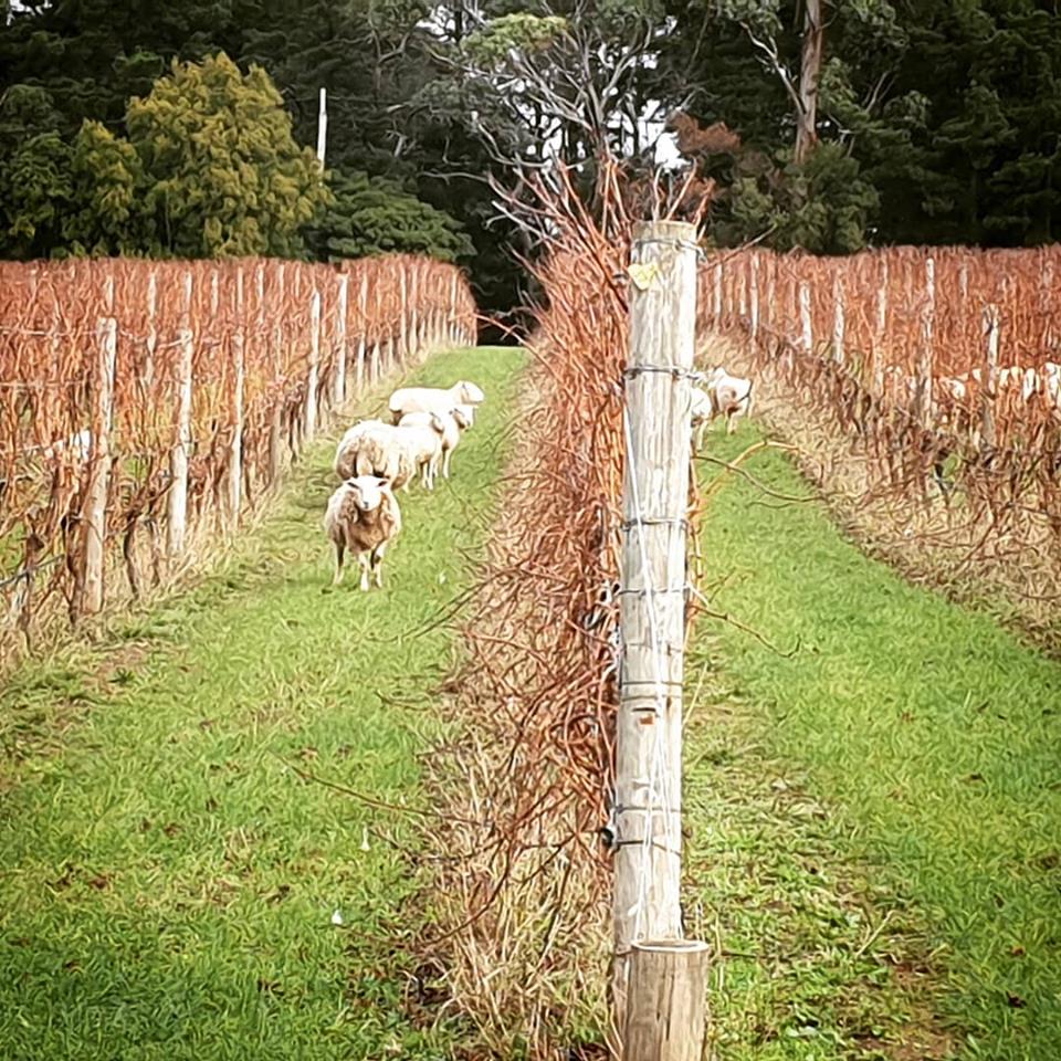 Prancing Horse Fine Wines| Buy Premium Australian & French Wines ...